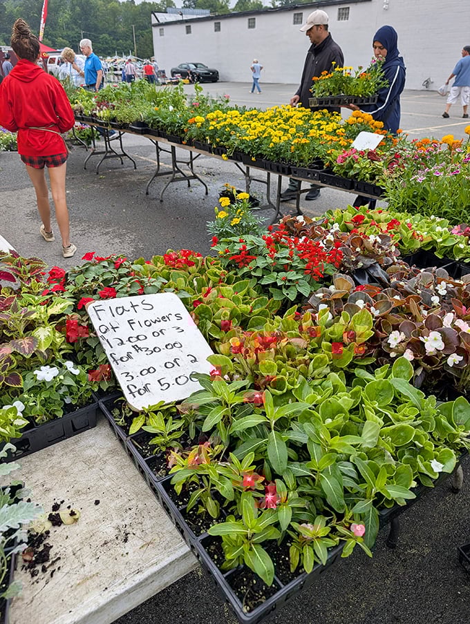 Spring arrives by the flat at Trader Jack's. Garden dreams take root between the rows of colorful blooms and greenery.