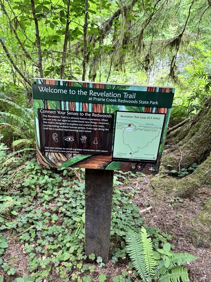 The Revelation Trail sign invites visitors to connect with redwoods through all five senses – though "taste" might be taking forest bathing a bit too far.