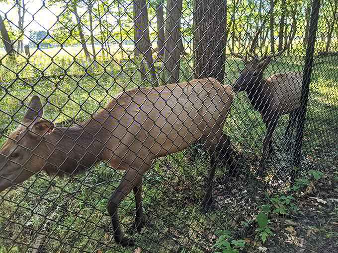 The resident elk—suburban royalty who've never known rush hour traffic but still manage to look perpetually unimpressed with human visitors.