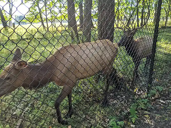 The resident elk—suburban royalty who've never known rush hour traffic but still manage to look perpetually unimpressed with human visitors.