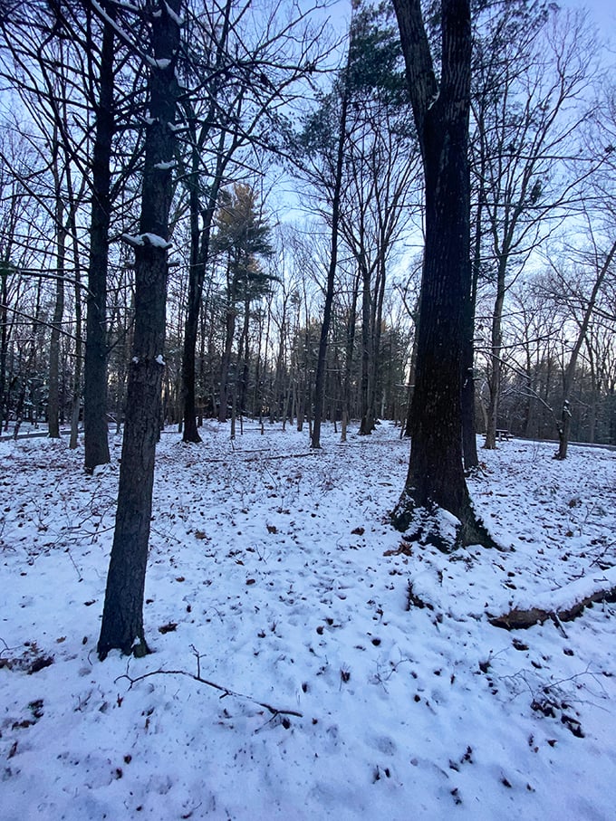 Winter's silent blanket transforms familiar trails into an entirely new world. Narnia is just through those trees, I'm certain of it.