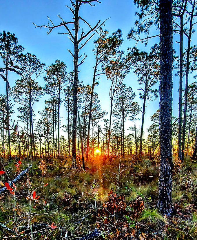 Sunset through the pines—nature's own light show. No tickets required, just the patience to pause and witness day's grand finale.