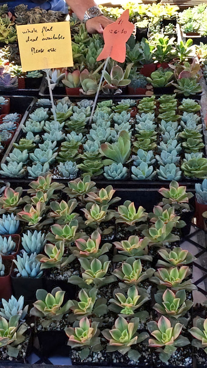 Succulent heaven! These little green survivors are perfect for people who want the joy of plants without the commitment issues.