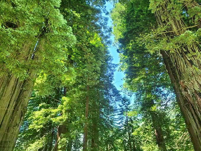 Looking up through these towering giants feels like peering through nature's own green-tinted telescope lens.