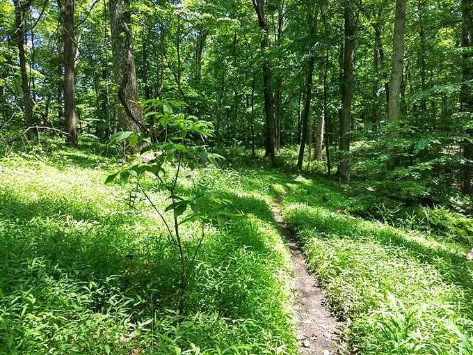 Sunlight dapples through leaves onto a forest trail – nature's own meditation app that doesn't require a subscription or software updates.