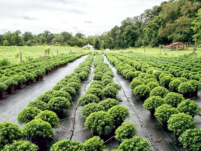 Rows of plants stretching toward the horizon like nature's version of assembly lines. Except these produce food instead of smartphones that need updating every six months.