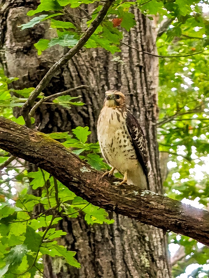 This hawk pauses mid-hunt, seemingly aware it's starring in someone's "best day ever" nature story.
