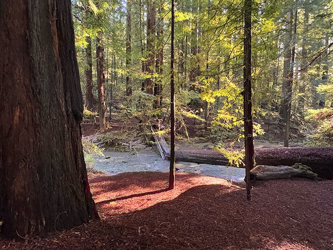 Tranquility flows through the redwood cathedral. This creek has been providing background music to the forest's whispers since before recorded time.