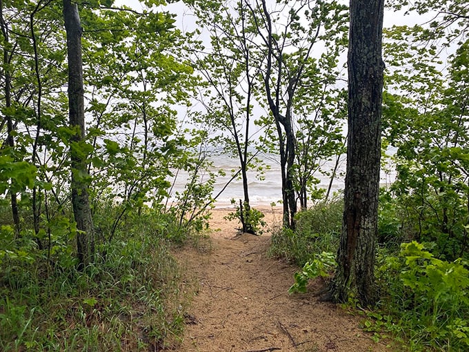 Follow this woodland path at Brimley and discover what lies beyond – nature's version of "choose your own adventure."