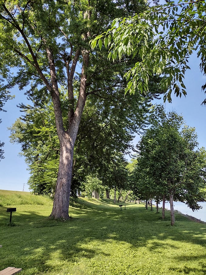 These towering sentinels have witnessed centuries of river stories, their massive trunks providing shade for generations of picnickers.