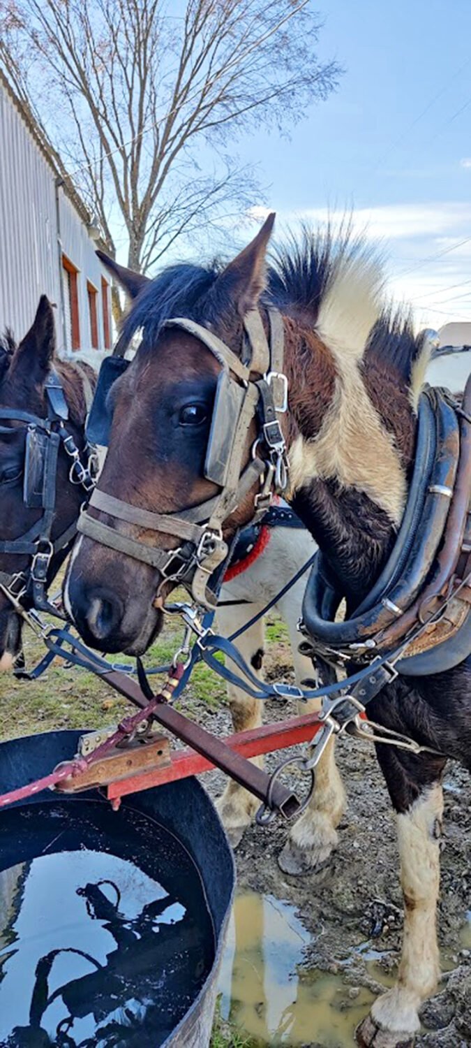 Draft horses pause for refreshment, proving even the hardest workers deserve their coffee break equivalent.