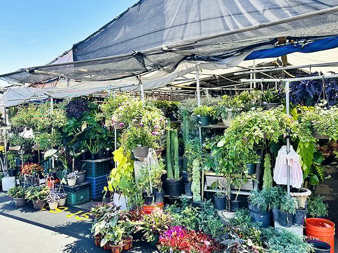 A jungle of potted possibilities. This plant vendor transforms concrete into an oasis of hanging baskets, cacti, and flowering treasures.