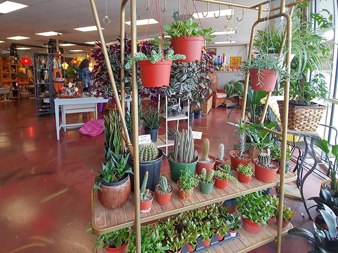 The "flora" half of Dashwood comes alive in this jungle-like corner. Plants and vintage—nature's antiques meet human's antiques.