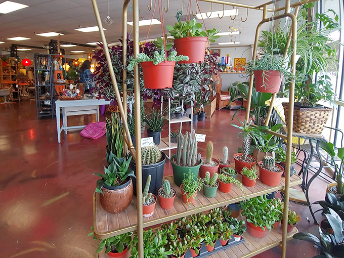 The "flora" half of Dashwood comes alive in this jungle-like corner. Plants and vintage—nature's antiques meet human's antiques.