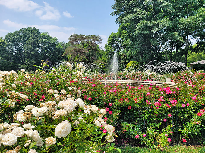 Nature's color palette on full display—white roses whispering to pink ones while the red varieties shout for attention.