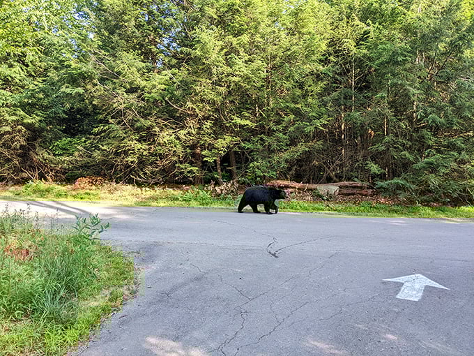 A black bear crosses the road with casual confidence – the true landlord of these woods making his neighborhood rounds.