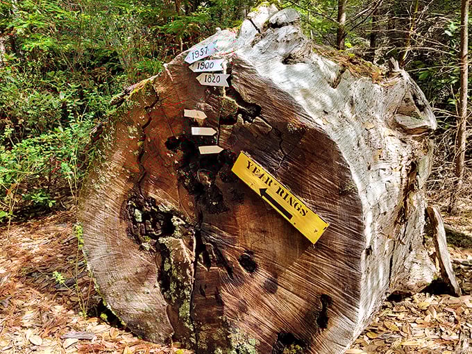 This ancient redwood cross-section with year markers offers a humbling timeline of history while we were just, you know, evolving.