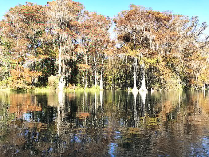 Autumn in Florida has its own subtle beauty—cypress trees dressed in fall colors create perfect mirror images on the glassy water.
