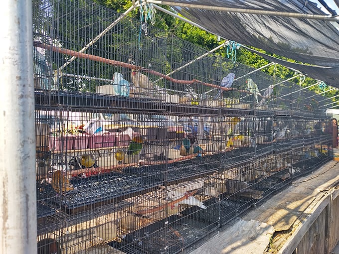 Feathered entrepreneurs await new homes behind wire barriers. These birds don't tweet—they chirp, squawk, and occasionally offer shopping commentary.