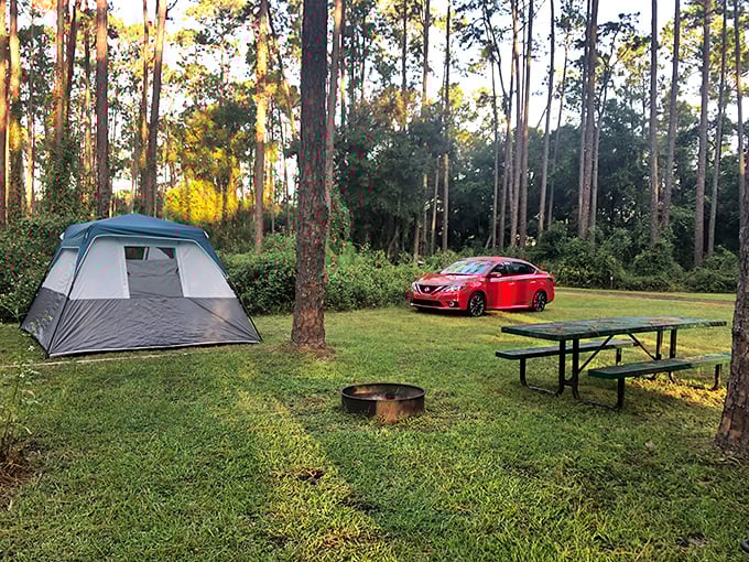 Camping in Ocala National Forest—where tall pines provide natural air conditioning and stargazing replaces Netflix as your evening entertainment.