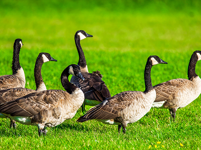 Canada geese on patrol—nature's lawn mowers with attitude, demonstrating their perfect formation and complete ownership of every inch of grass.