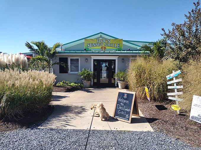 Doc's Sunset Grille welcomes diners with coastal casualness and the promise of seafood that was swimming this morning.