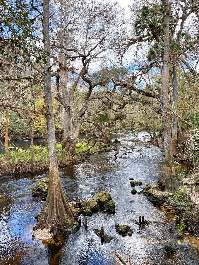 The river rapids create nature's own spa soundtrack as cypress knees rise from the water like ancient guardians of the flow.