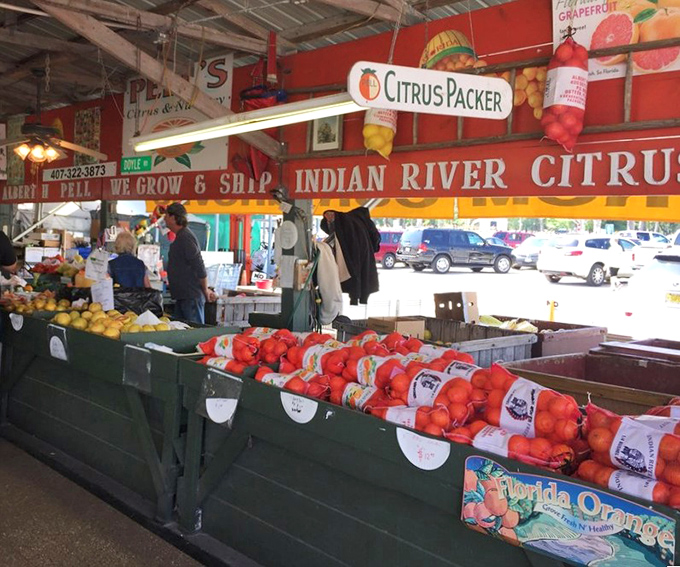 Florida's citrus bounty on full display – oranges and grapefruits so fresh you can practically smell the sunshine they soaked up yesterday.