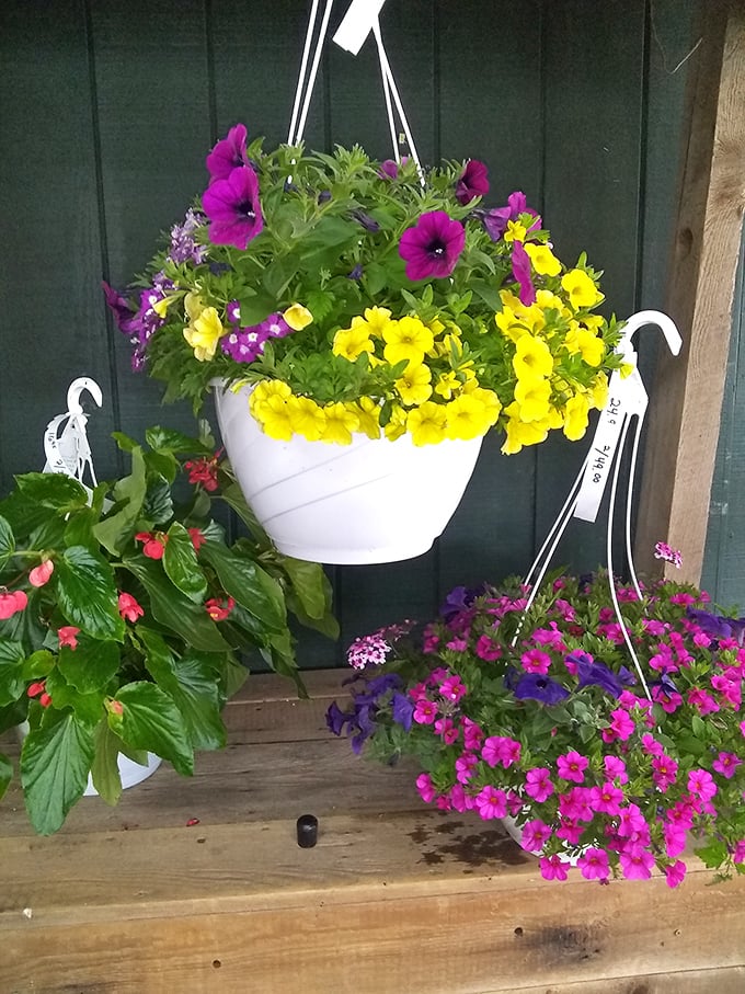 Petunias cascade in perfect hanging arrangements, bringing instant garden magic to any humble porch.