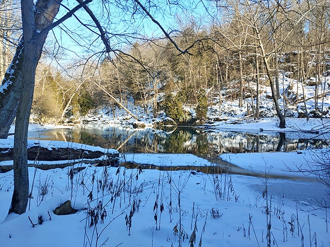 Winter transforms the park into a snow globe scene. That perfect stillness where you can almost hear the snowflakes landing.