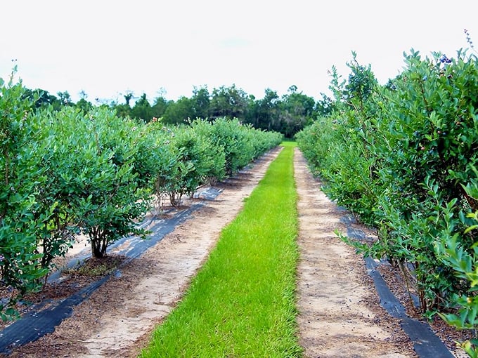 Rows of blueberry bushes create nature's grocery aisles at this local farm. The grass path practically begs for barefoot wandering and berry-stained fingers.