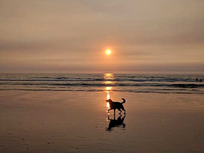 Dogs living their best beach life at sunset – if reincarnation exists, I want to come back as a Cayucos canine.