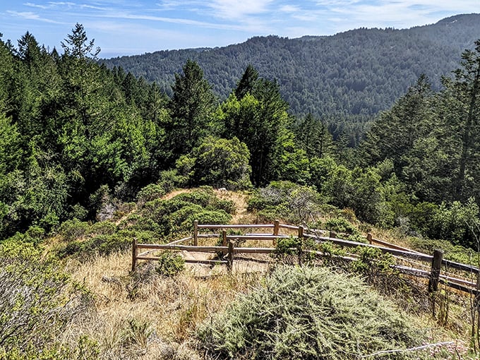 A rustic wooden fence frames the view of endless forest—nature's version of "look but don't touch" for the steep drop beyond.