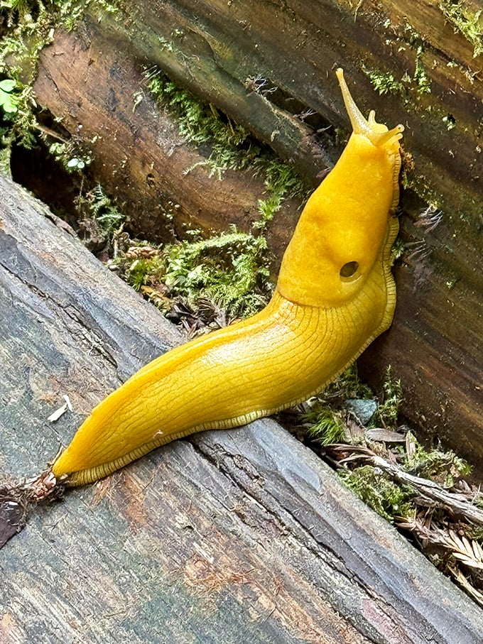 The humble banana slug, nature's cleanup crew, sporting a color that would make a taxi driver jealous – and moving at a pace that makes sloths seem hurried.