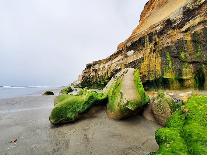 These moss-covered formations aren't just rocks—they're living ecosystems. Terramar's tide pools are nature's aquariums, no admission fee required.