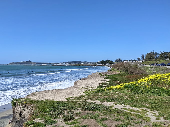 Where golden wildflowers meet crashing waves, creating that perfect California moment that no filter could possibly improve.