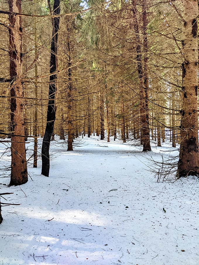 Winter transforms familiar paths into snow-dusted tunnels of tranquility, proving that Mother Nature is the ultimate interior decorator.