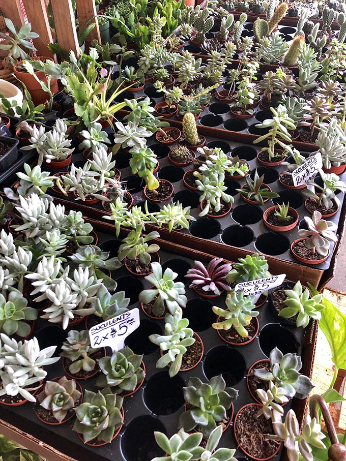 Succulent heaven where plant parents can adopt new babies without the commitment of needy, water-guzzling garden divas.