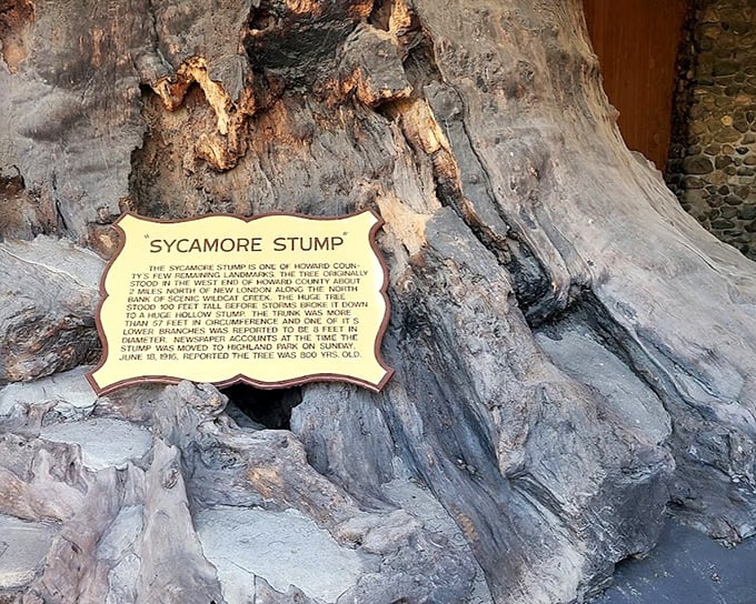 The informational plaque offers fascinating details about the Sycamore Stump's history, though "massive tree chunk" would have been equally descriptive and more fun to say.