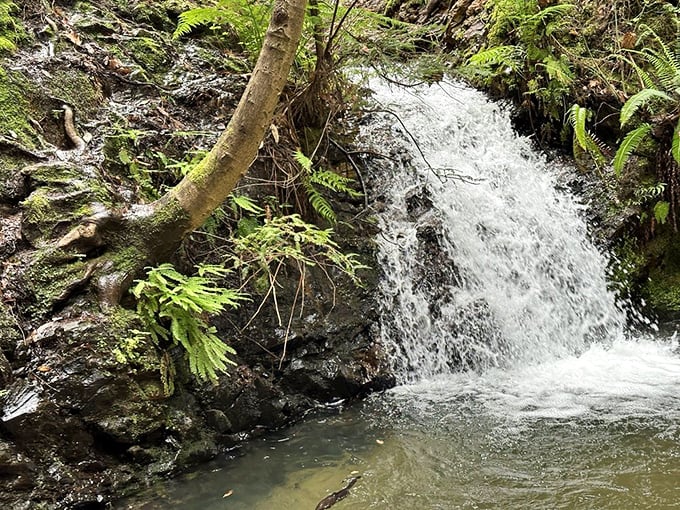 Tip Toe Falls proves that in nature, as in life, the most charming moments often come in smaller packages.