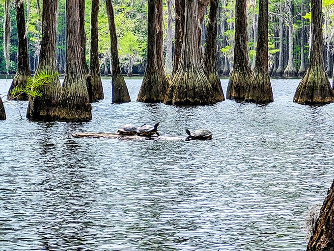 Sunbathing committee meeting: turtles gather on their favorite log, demonstrating the proper technique for embracing Georgia's sunshine.