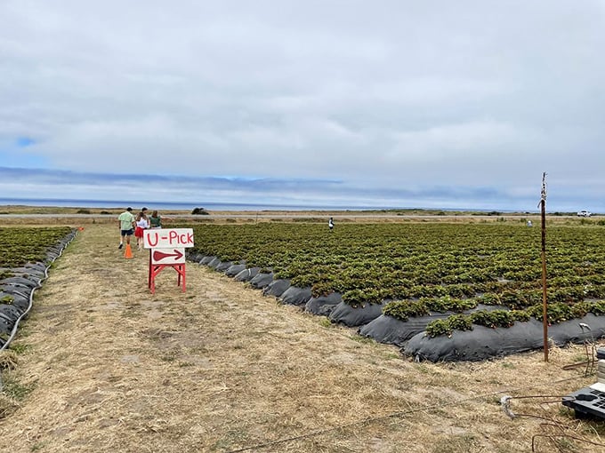 The strawberry hunting grounds, where families create memories one berry at a time. The ocean view is just a bonus.