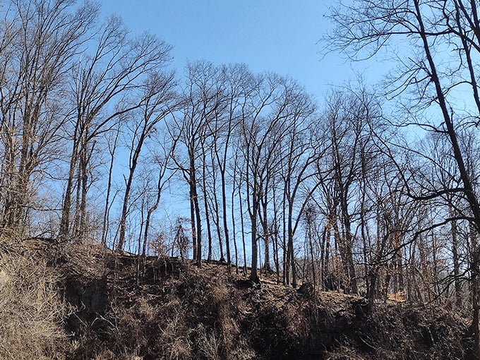 Winter reveals the park's elegant bone structure – bare trees against blue sky tell stories that summer's lush foliage keeps hidden.