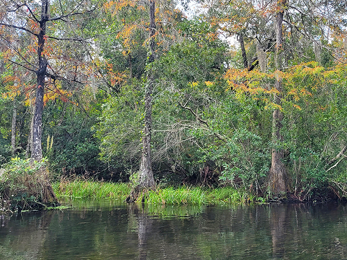 Autumn in Florida—where the cypress trees get the memo about seasonal changes, but the temperature stubbornly refuses to cooperate.