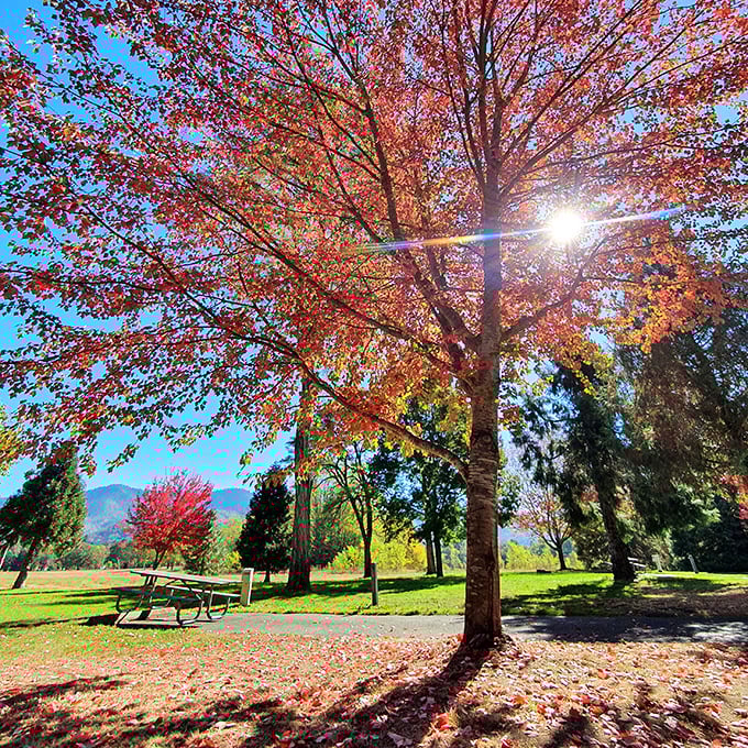 Fall fashion at its finest. This maple tree didn't just change colors—it's showing off with a crimson display that makes New England jealous.