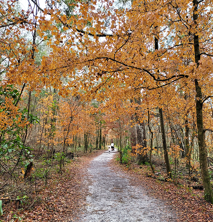 Fall transforms this forest into nature's own art gallery with admission always free.