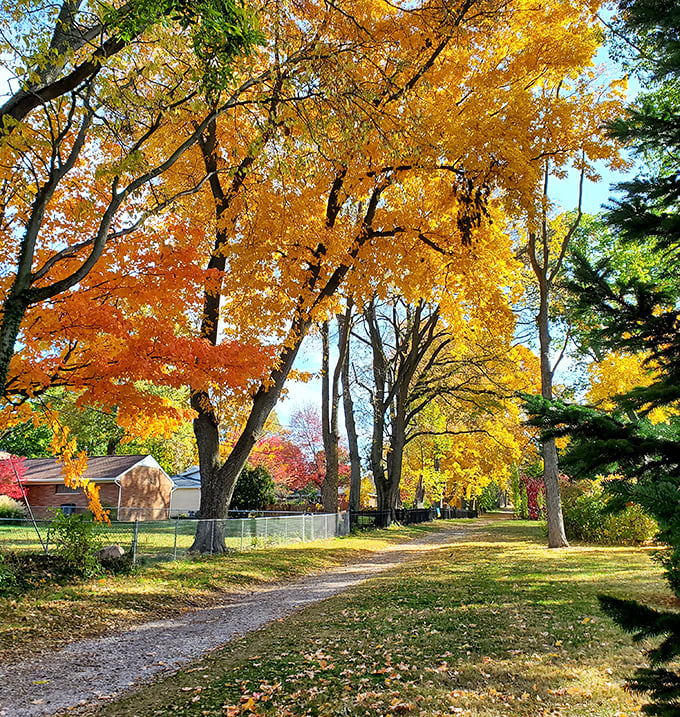 Fall transforms the park into a golden cathedral, where autumn leaves create a canopy that rivals any stained glass masterpiece.