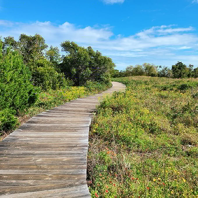 Nature's boardwalk through maritime wilderness. This wooden path invites exploration without disturbing the delicate ecosystem that makes the island so special.