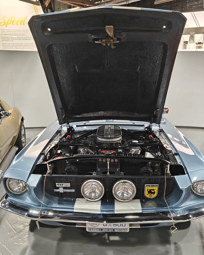 This Shelby GT500's engine bay is mechanical artwork—Carroll Shelby's masterpiece waiting to unleash 428 cubic inches of thunderous American attitude at the turn of a key.