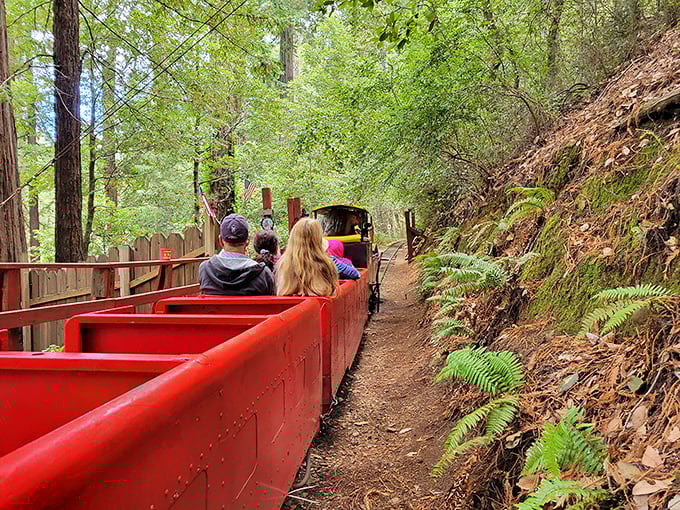 The Mountain Train chugs through fern-lined paths, offering riders a gentle journey through the redwood understory – childhood joy for all ages.